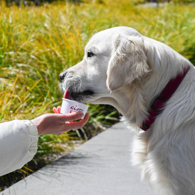 GIO Dog Gelato | GIO Gelati